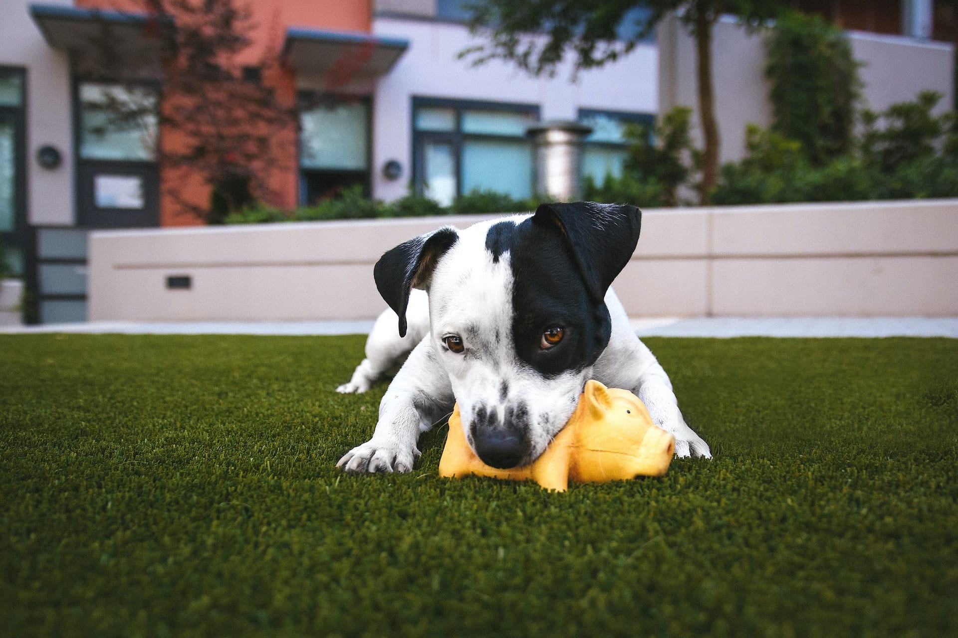 How to Stop Your Dog from Ripping Up Toys: 5 Tried & Tested Tips