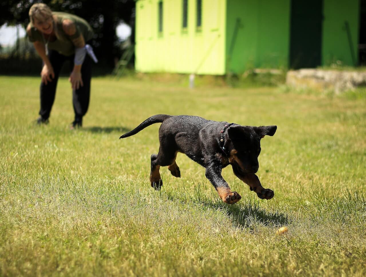 How To Train Dogs To Stay In Yard Tips Tricks how-to-train-dogs-to-stay-in-yard-tips-tricks