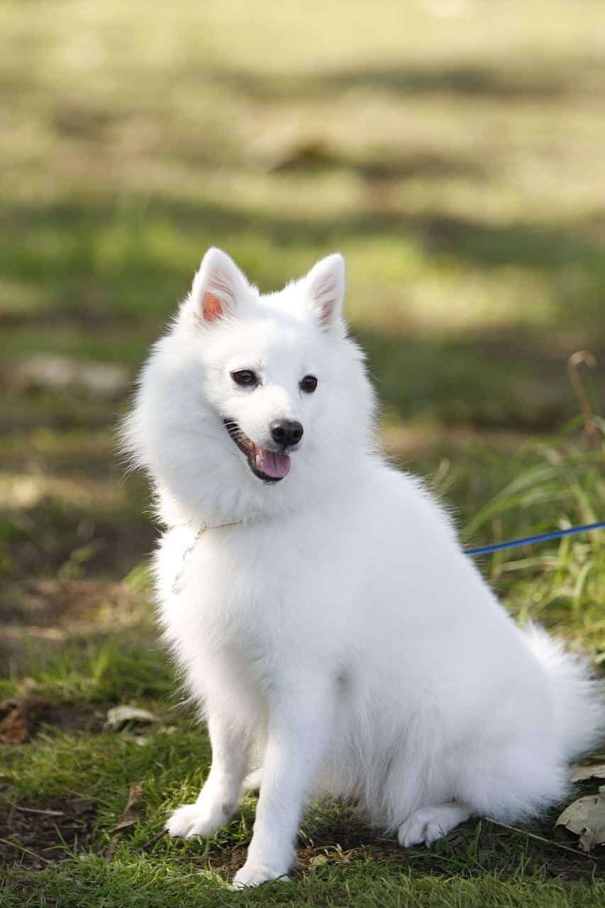 8 Cutest White Dog Breeds That are Like Walking Clouds!