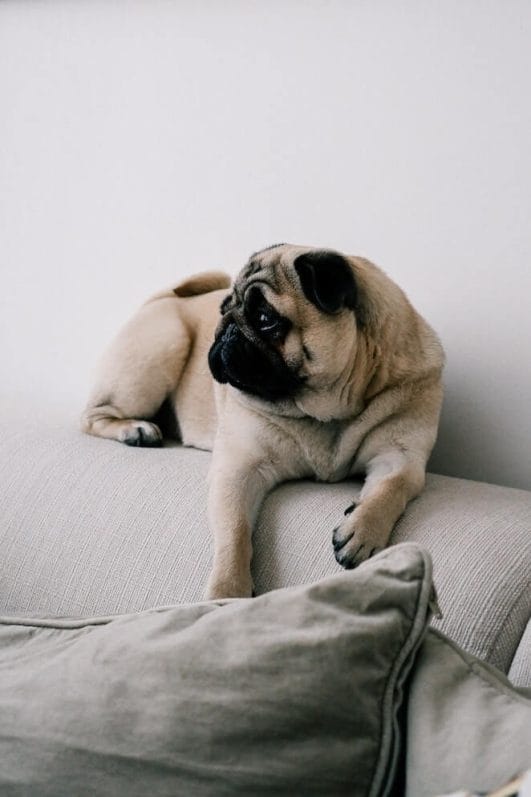 8 Low Energy Dog Breeds That Are Perfect For Lazy Owners