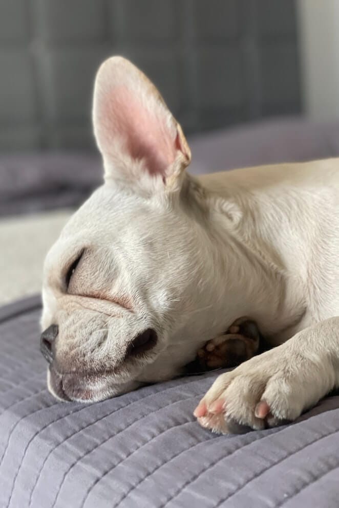 8 Low Energy Dog Breeds That Are Perfect For Lazy Owners
