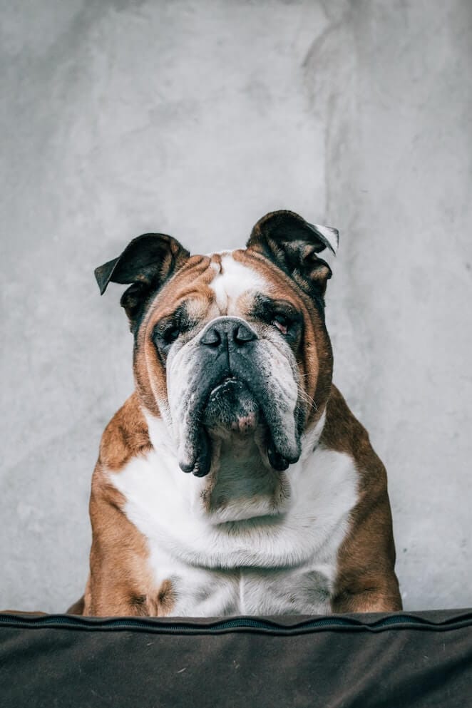 8 Low Energy Dog Breeds That Are Perfect For Lazy Owners