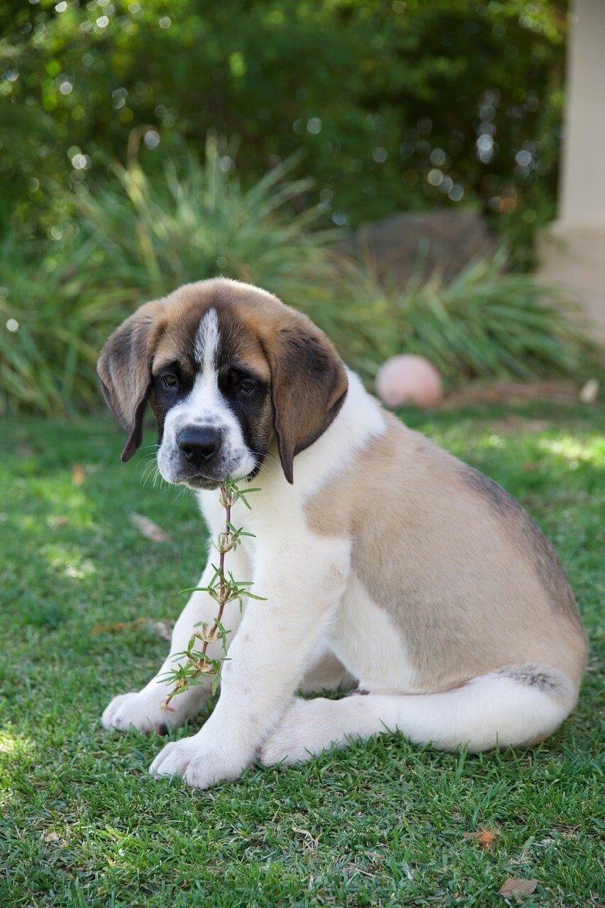 8 Low Energy Dog Breeds That Are Perfect For Lazy Owners