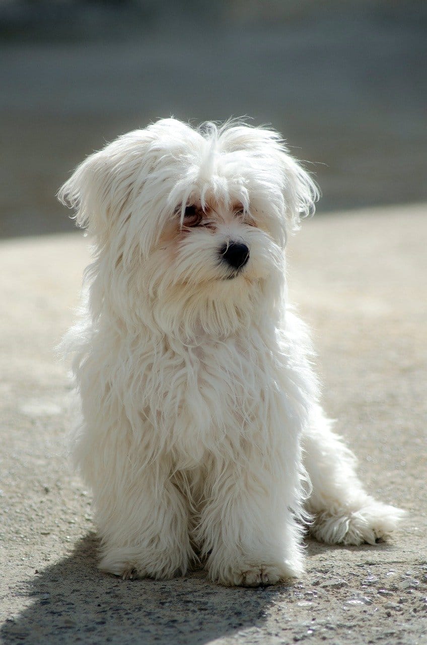 8 Cutest White Dog Breeds That are Like Walking Clouds!