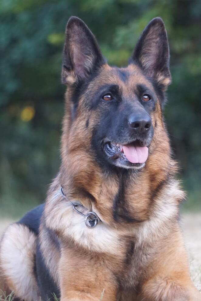 10 Most Loyal Dog Breeds: Faithful Dogs Make the Best Friends