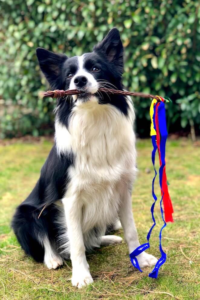 10 Most Loyal Dog Breeds: Faithful Dogs Make the Best Friends