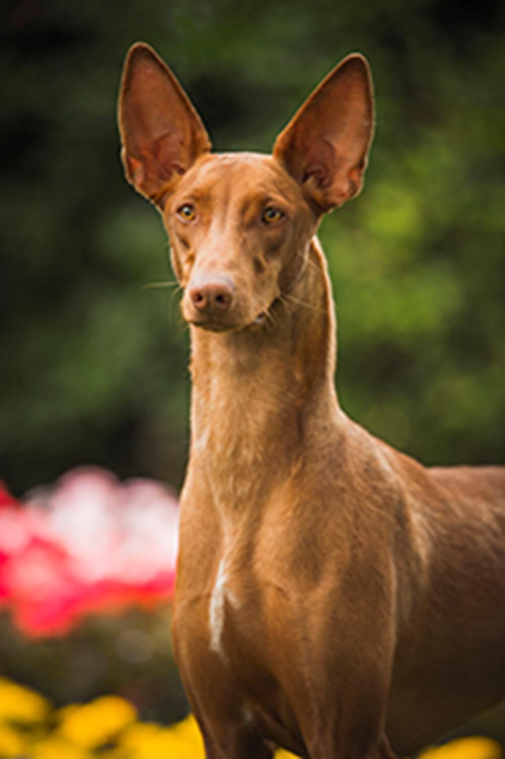 Top African Dog Breeds That You'll Want to Add to Your Pack