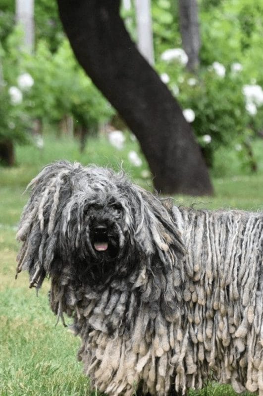 7 Long Haired Dog Breeds: Facts & Grooming Tips