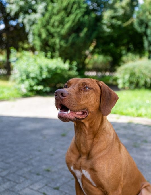 Top 10 Strongest Dog Breeds in The World That Will Be a Good Pet