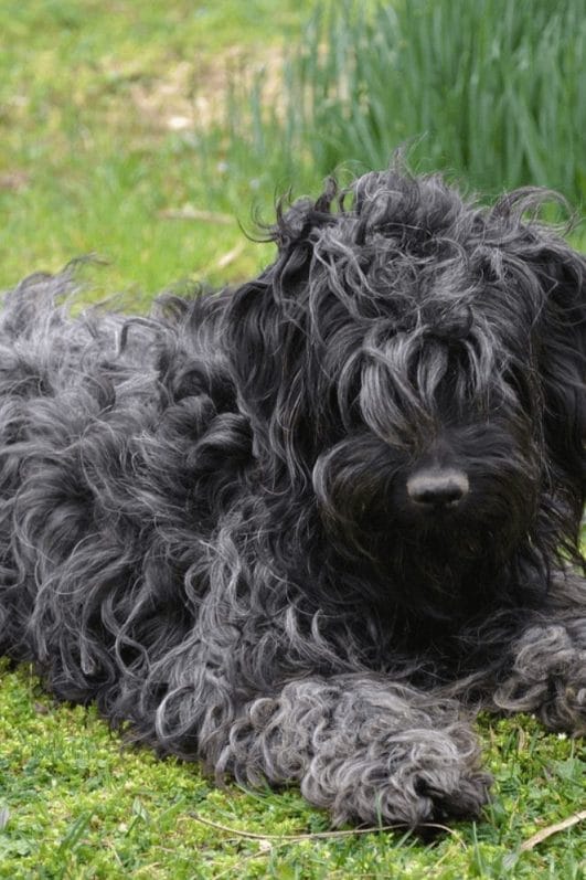 15+ Weird Dog Breeds You Didn't Know Existed