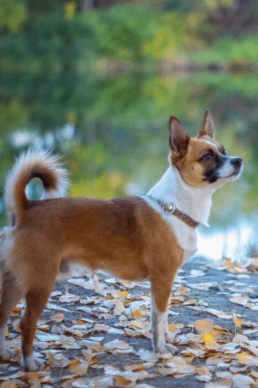 15+ Weird Dog Breeds You Didn't Know Existed