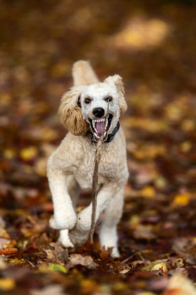 Why Does My Dog Bark at Men and How to Stop It?