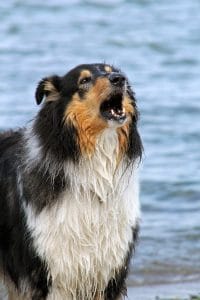 Why Does My Dog Bark at Men and How to Stop It?