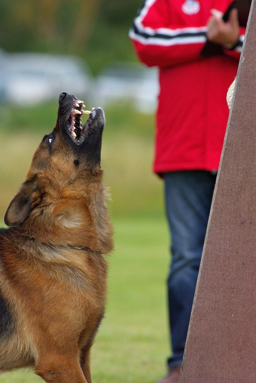 Why Does My Dog Bark at Men and How to Stop It?