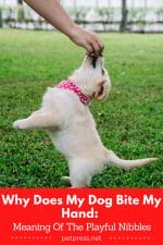 Why Does My Dog Bite My Hand: Meaning Of The Playful Nibbles