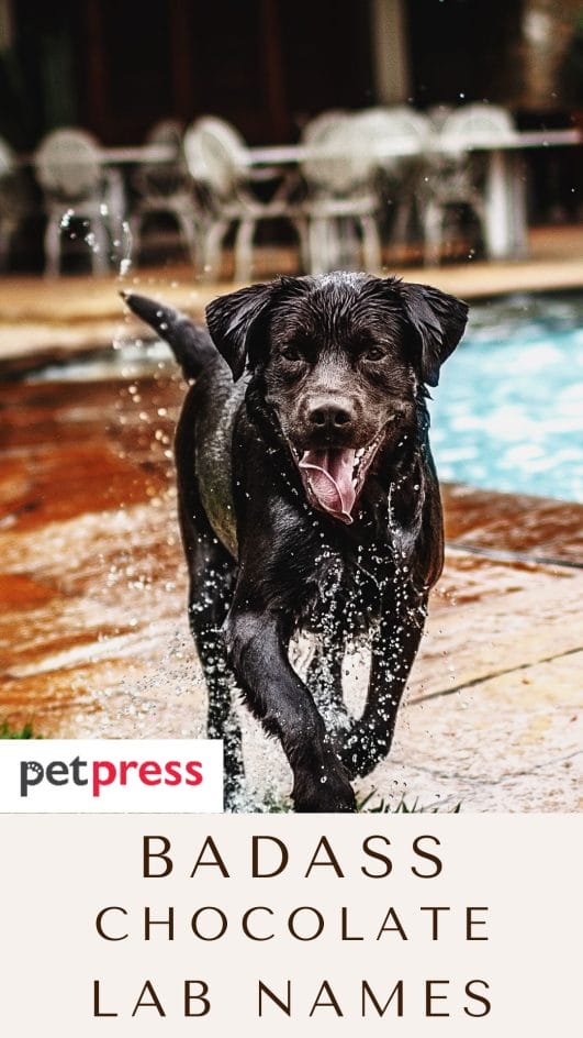 Badass Chocolate Lab Names: 70+ Ideas for Brown Labrador Dog