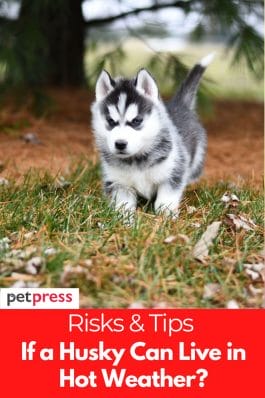 Can a Husky Live in Hot Weather? Facts About This Dog Breed