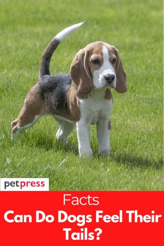 Can Do Dogs Feel Their Tails? The Fascinating of Dog's Tail
