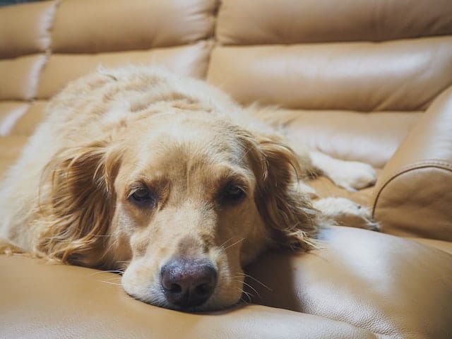 3 Reasons Why Do Dogs Wake Up So Easily And Tips About it