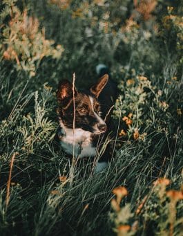 Why Do Dogs Kick After They Poop? 3 Reasons And How to Stop It