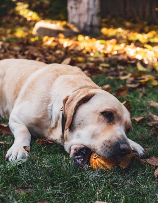 Why Does My Dog Not Chew Their Food? Reasons and Solutions