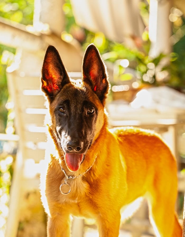 Princess Dog Names - 160 Elegant Dog Names for Girl Puppies - PetPress