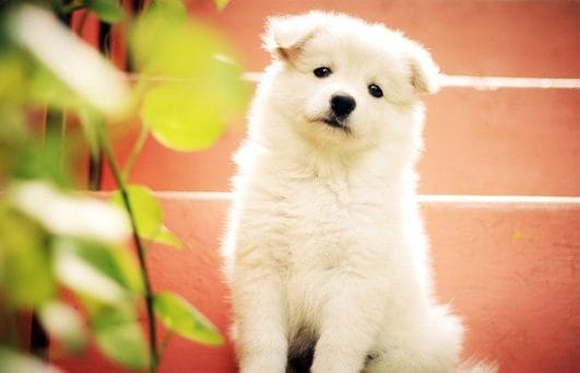 120 Small White Dog Names For Your Cute And Fluffy Puppies