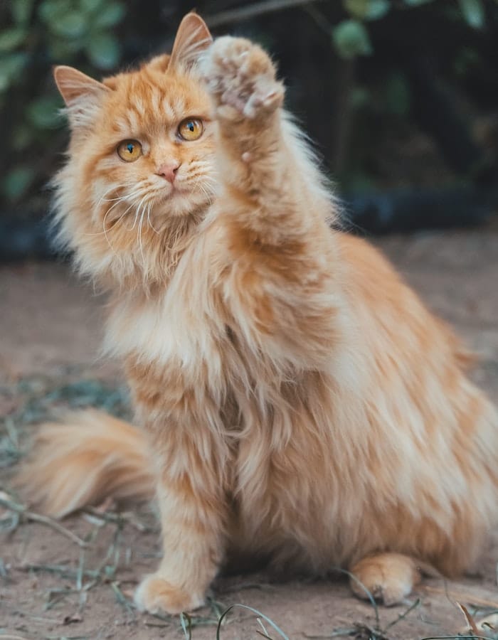 6 Interesting Orange Cat Facts You Probably Didn’t Know Before