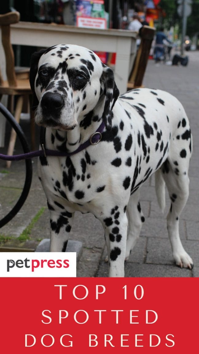 10 Popular Spotted Dog Breeds That Will Melt Your Heart – PetPress
