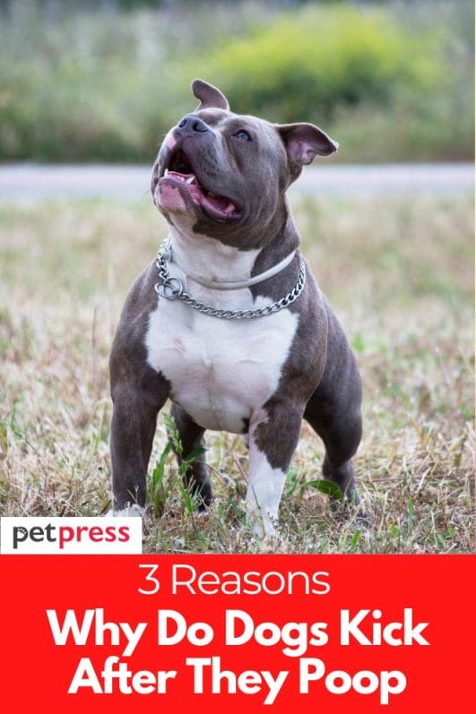 Why Do Dogs Kick After They Poop? 3 Reasons And How to Stop It