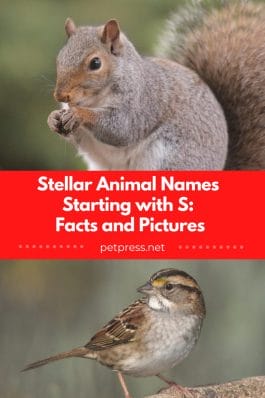 Stellar Animal Names Starting with S: Facts and Pictures