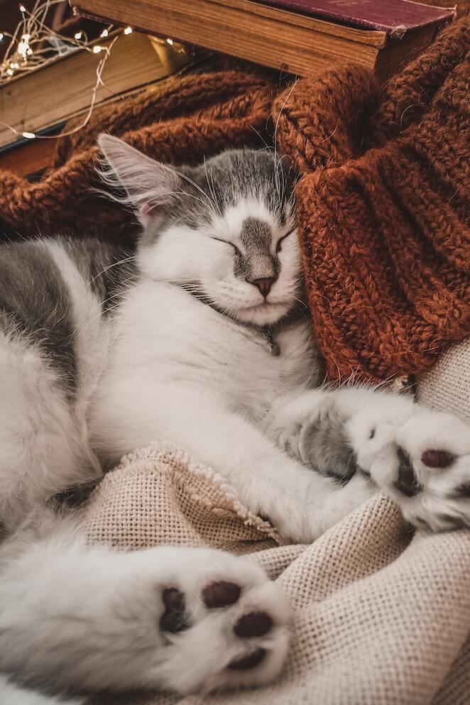 Do Cats Dream? Science Behind a Cat's Night-Time Adventures