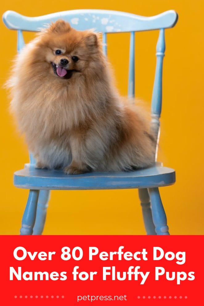 Over 80 Perfect Dog Names for Fluffy Pups