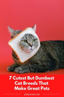 7 Cutest But Dumbest Cat Breeds That Make Great Pets