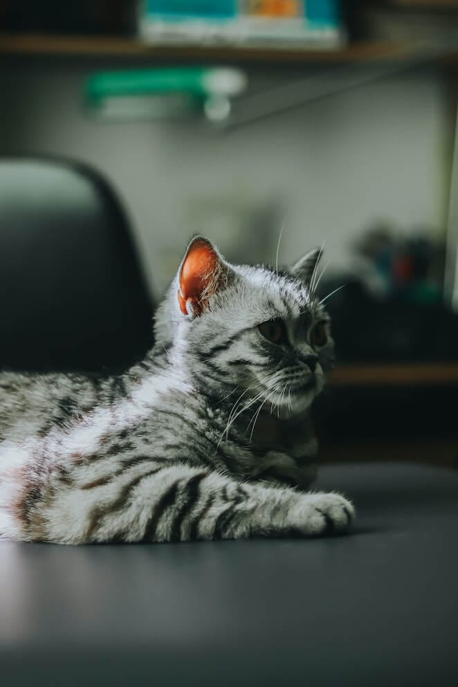 7 Cutest But Dumbest Cat Breeds That Make Great Pets
