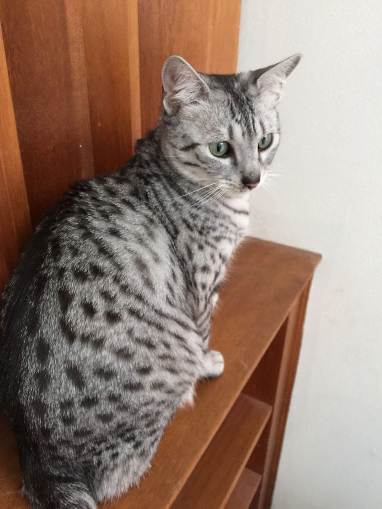 10 Most Popular Spotted Cat Breeds That Are Unique And Cute