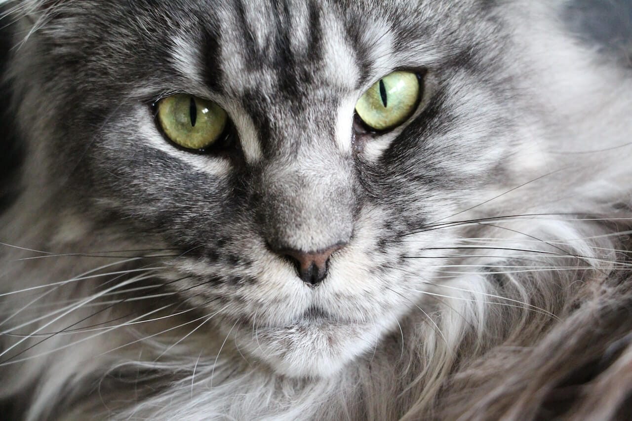 7 Popular Grey Cat Breeds That You Can Adopt