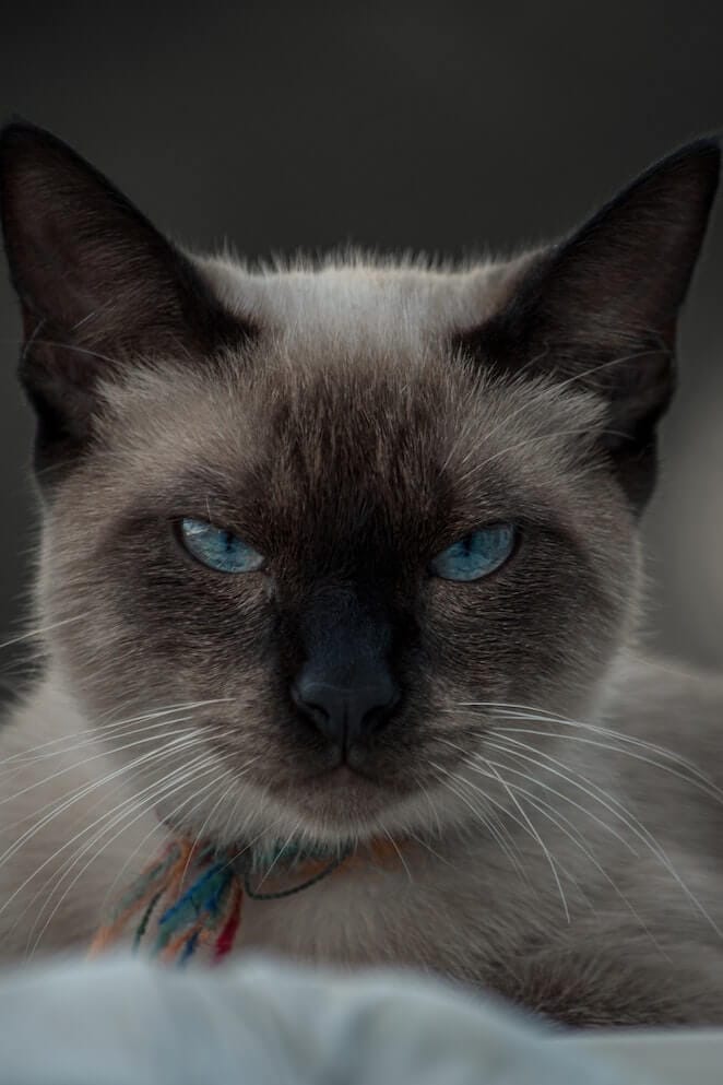 7 Popular Grey Cat Breeds That You Can Adopt