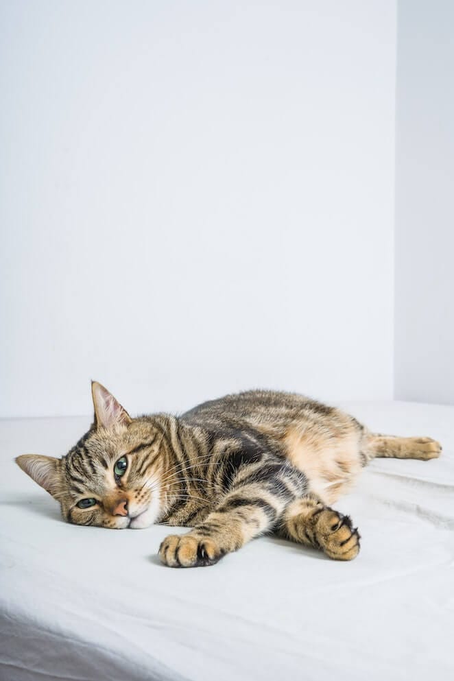 8 Healthiest Cat Breeds: Which One Is Right for You?