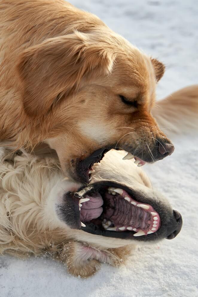 How to Tell if Dogs are Playing or Fighting: Telltale Signs