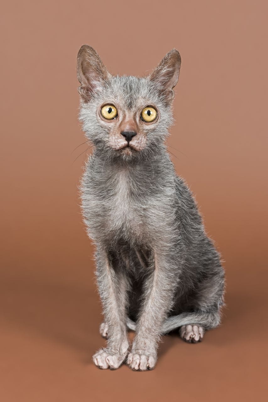 10 of the Weird Cat Breeds That You Probably Didn’t Know Existed