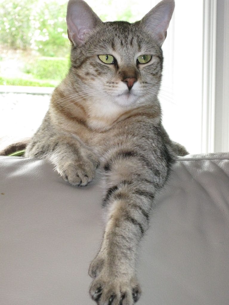 10 Most Popular Spotted Cat Breeds That Are Unique And Cute