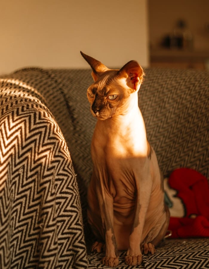 10 of the Weird Cat Breeds That You Probably Didn’t Know Existed