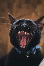 Why Do Cats Hiss: Decoding The Cat Behavior