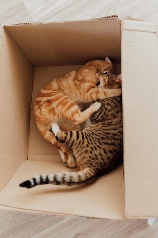Why Do Cats Like Boxes: The Mystery Explained