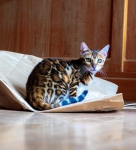 10 Most Popular Spotted Cat Breeds That Are Unique And Cute