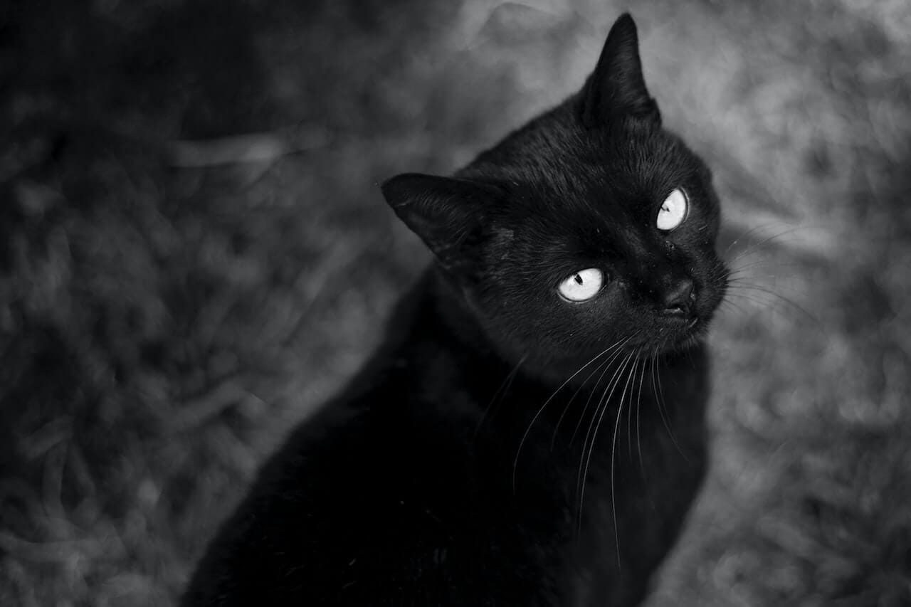 Black Cat Breeds 101: Everything You Need to Know
