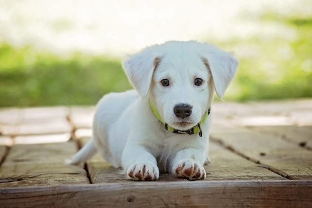 Where To Buy a Dog? Things To Know How To Buy a Puppy Safely