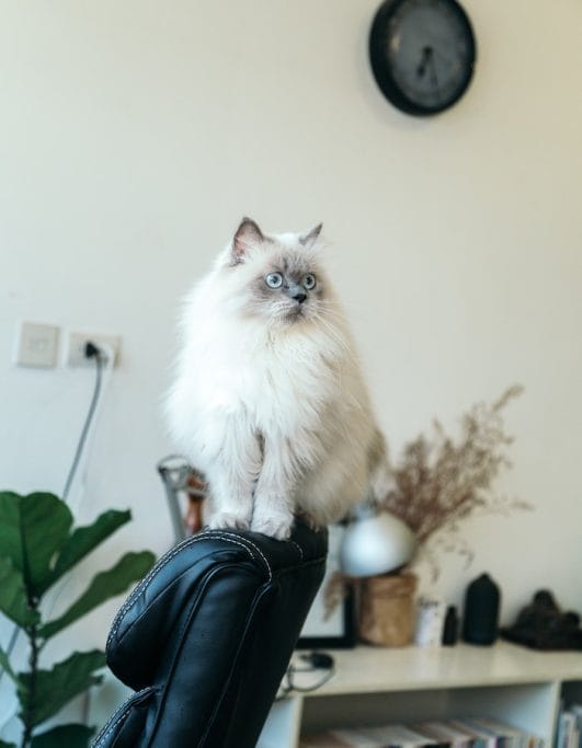 How Many Cats Are There in the World? Facts on Cat Population