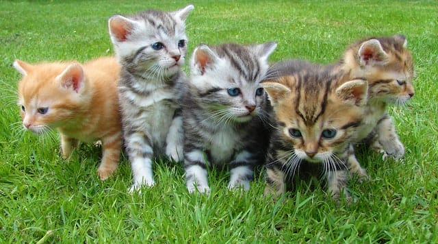 15 Most Active Cat Breeds - PetPress